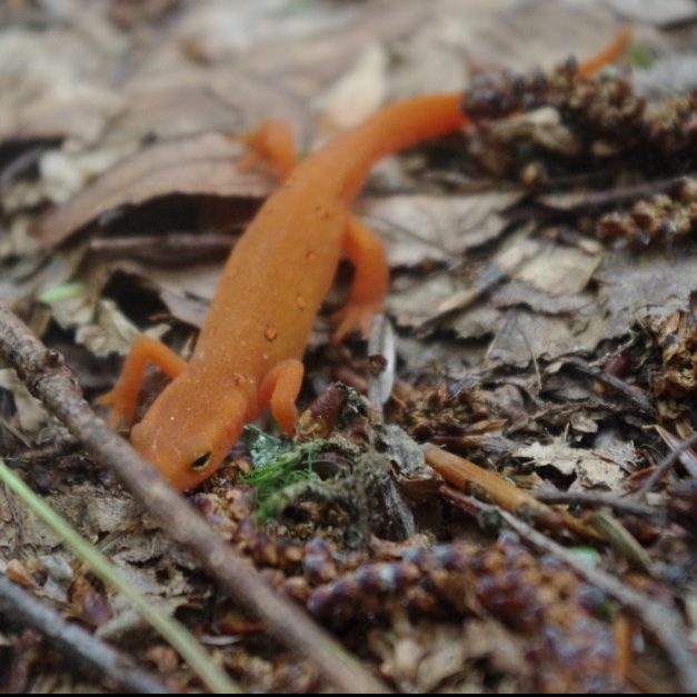 Steve Tilley Amphibian Photography – Arts Afield