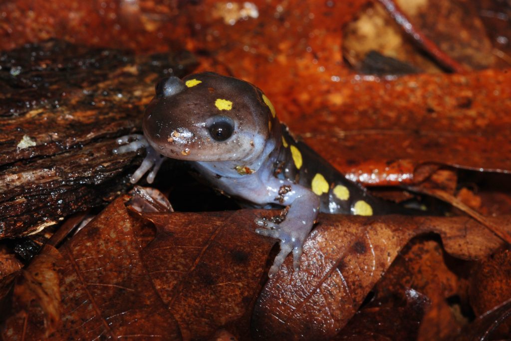 Steve Tilley Amphibian Photography – Arts Afield