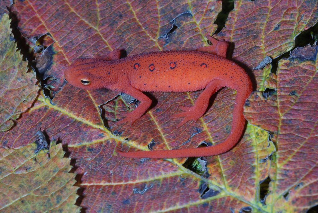 Steve Tilley Amphibian Photography – Arts Afield