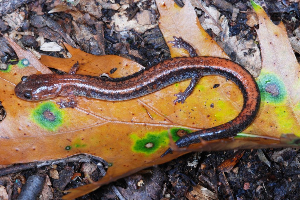 Steve Tilley Amphibian Photography – Arts Afield