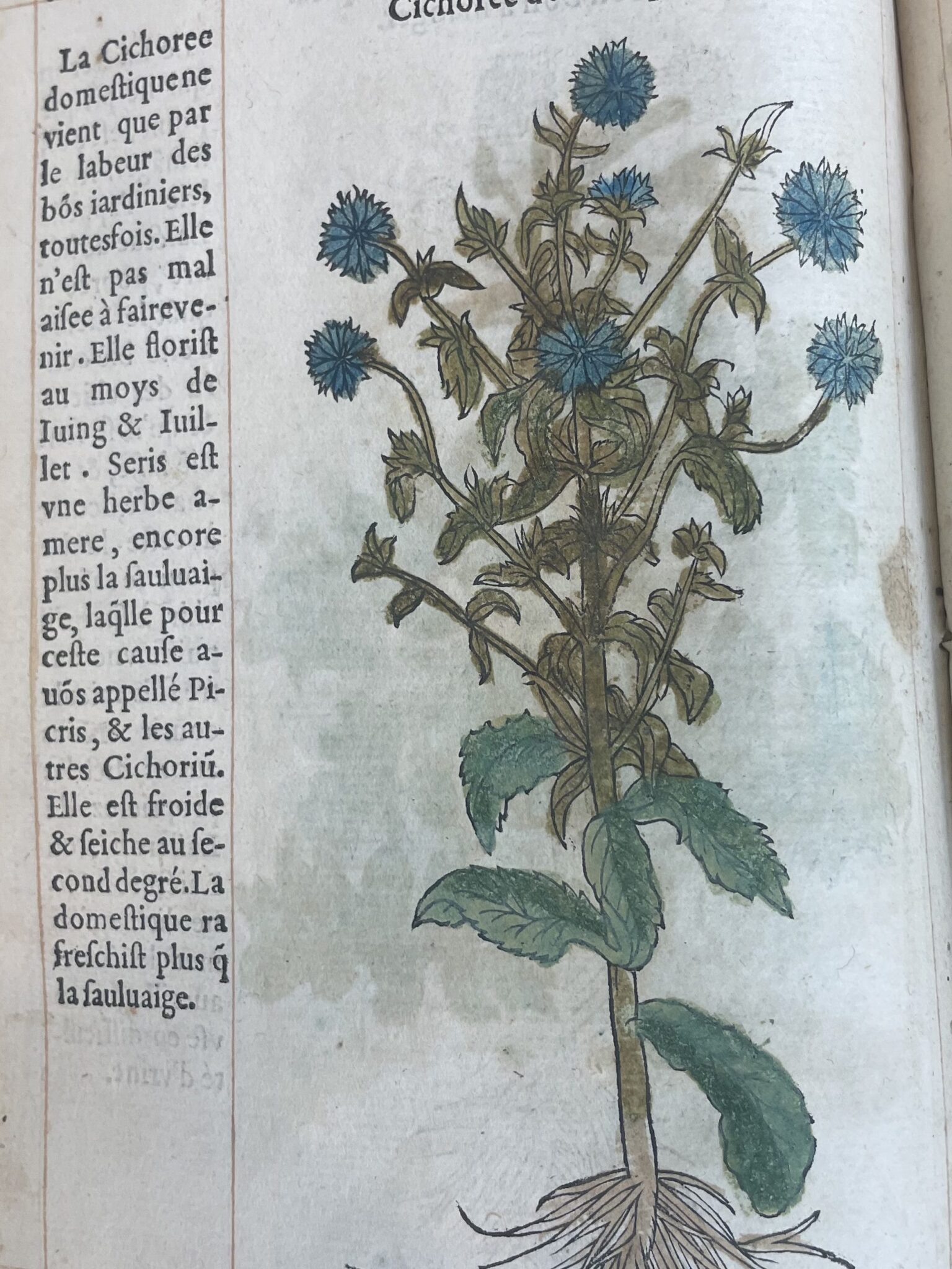 Chicory – Scientific Selves: Medicine, Technology and Identity in Early ...