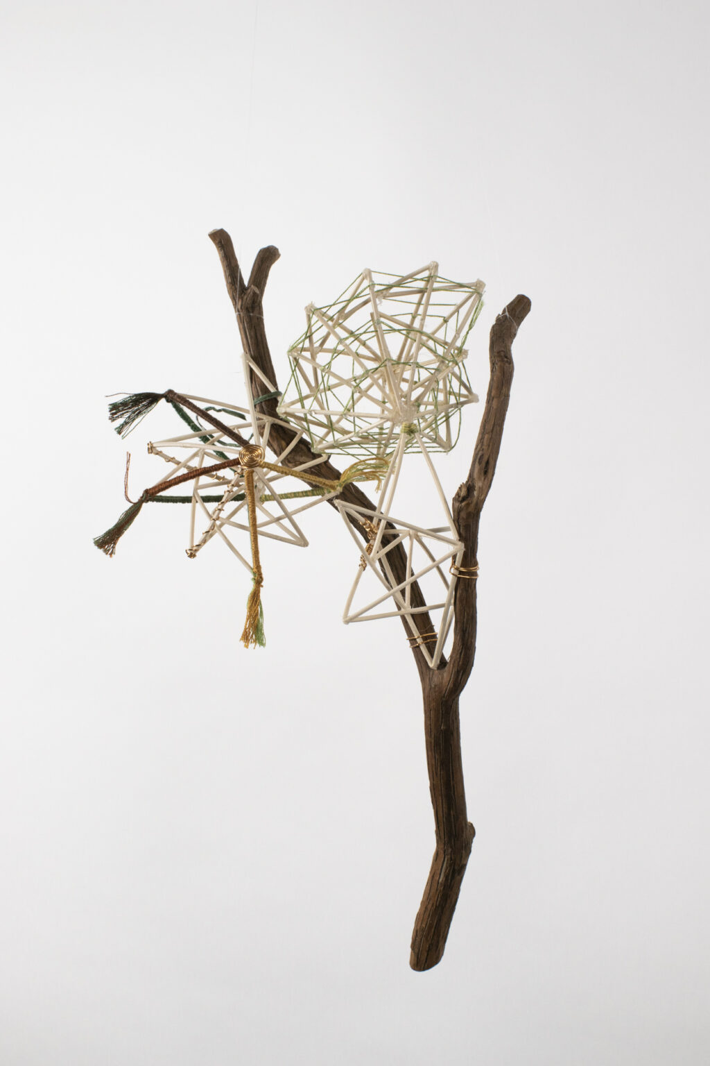 Ella Larsen Giangrave ’25 | Into the Glasshouse