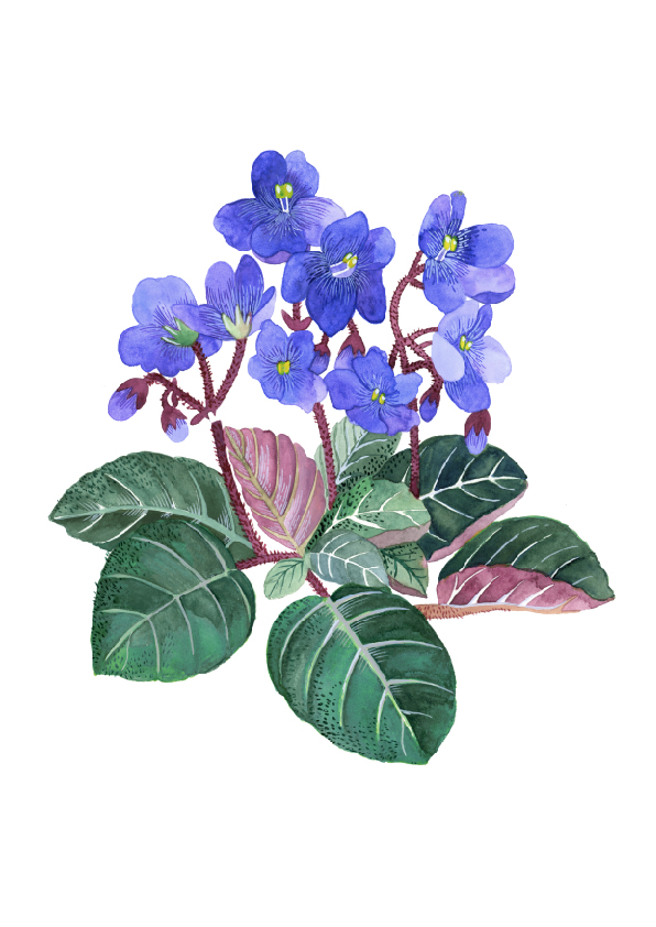 African Violets | The Plath Conservatory