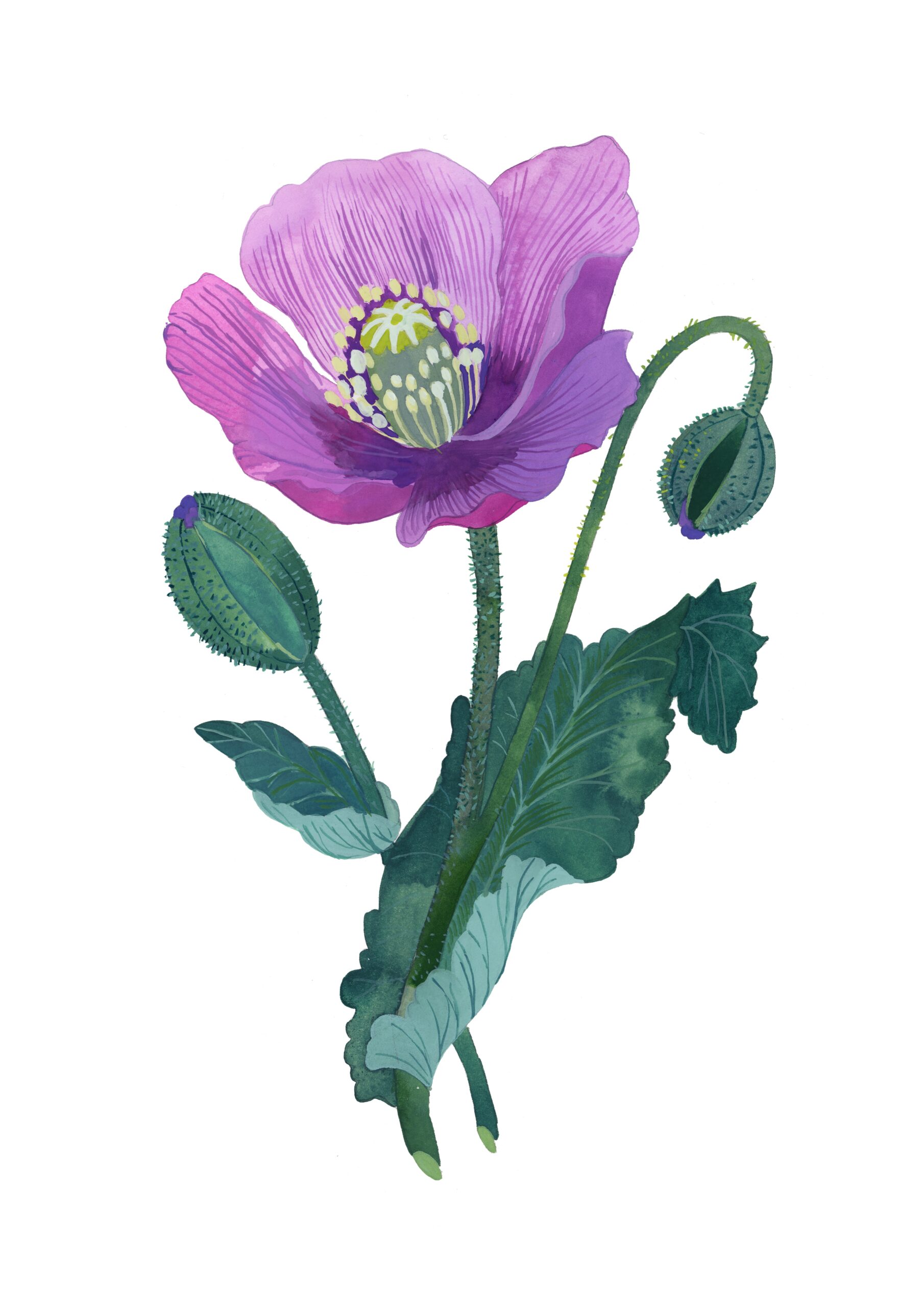 Poppies | The Plath Conservatory